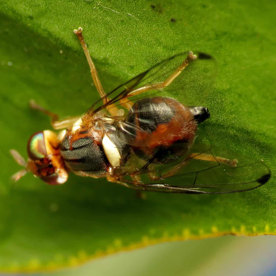 Il contenimento dell'afide lanigero del melo | SIPCAM