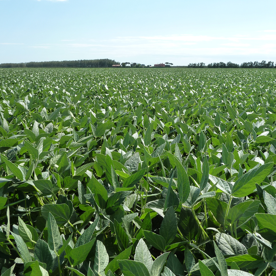 Tutta la qualità in un baccello | SIPCAM