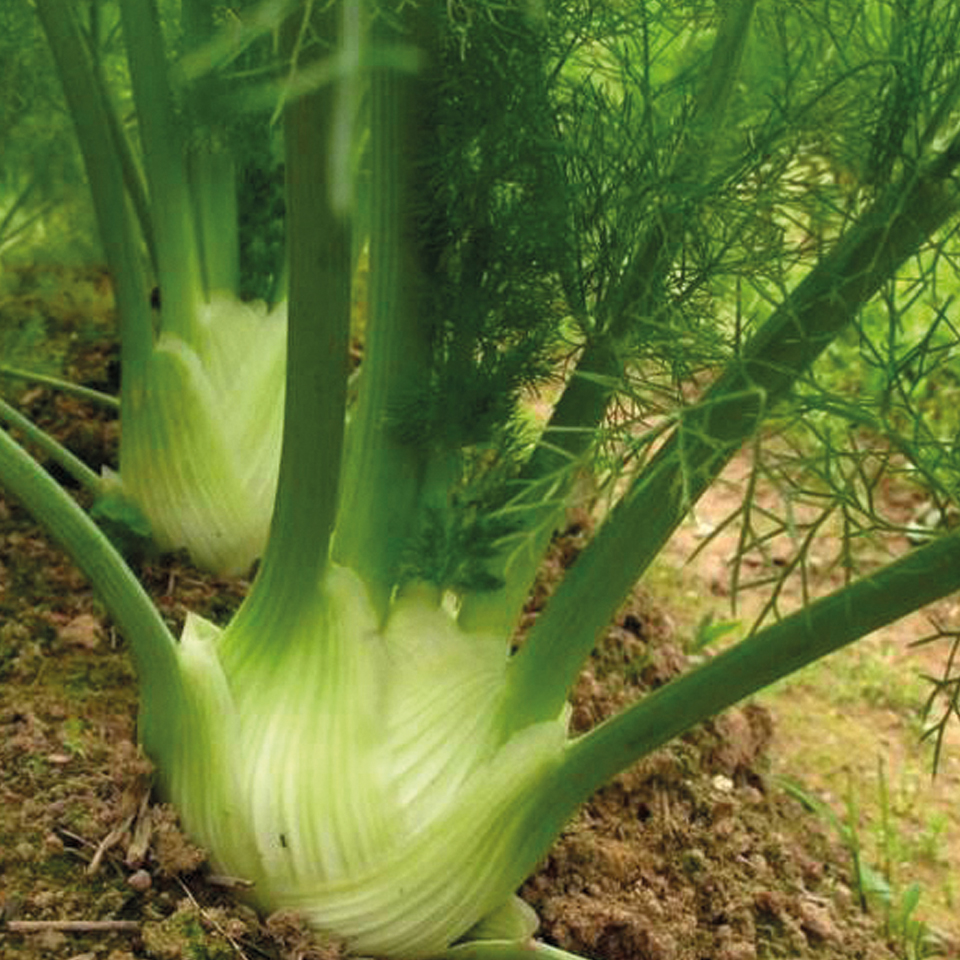 Bismark: l’erbicida selettivo nel diserbo del finocchio | SIPCAM