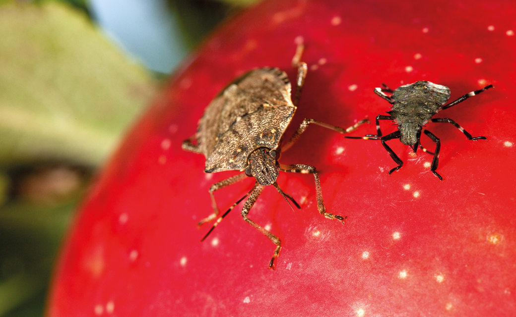 La cimice asiatica | SIPCAM